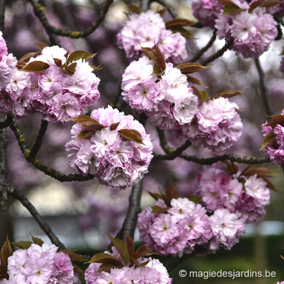 Aanstaande Evenementen – Magische Tuinen