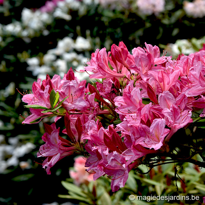 Rododendron's en Azalea's in bloei te La Feuillerie (Celles-Doornik)